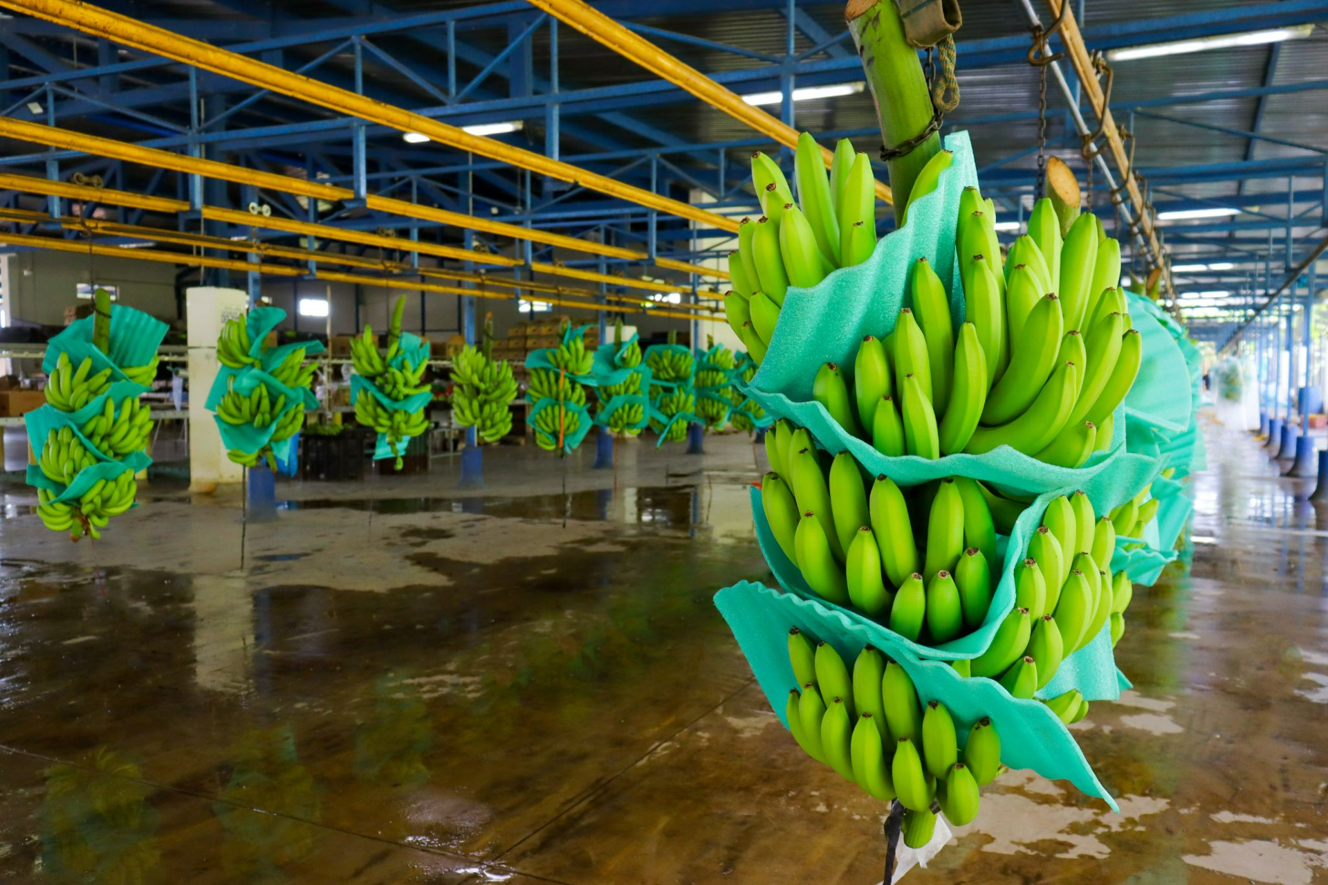 Tecbaco es certificada en norma Demeter por generación de un futuro ...